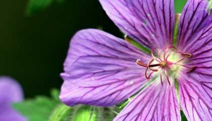 Geranium vivace Salomé - De superbes fleurs mauve pâle à cœur violet