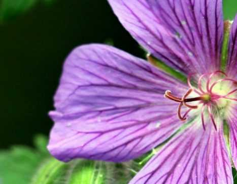 Geranium vivace Salomé - De superbes fleurs mauve pâle à cœur violet