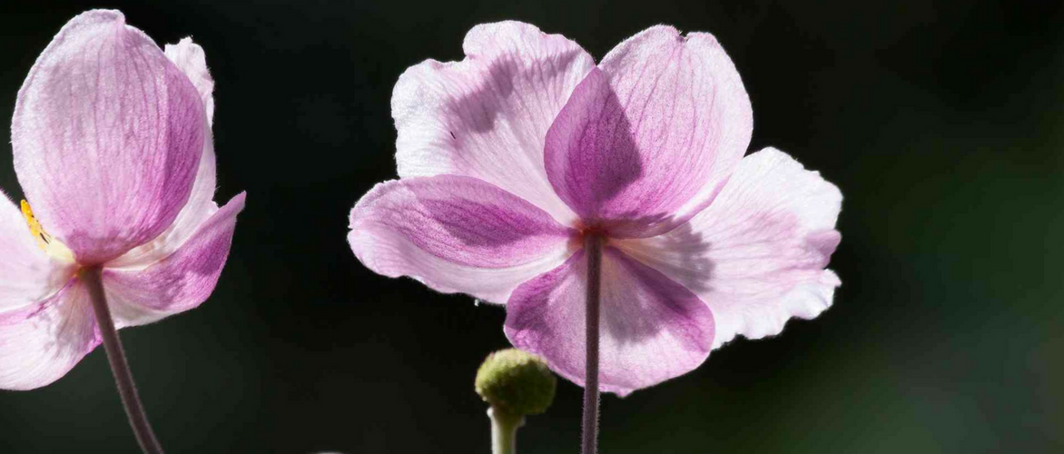 Anémones du Japon : 8 idées pour les associer au jardin - Blog Promesse ...