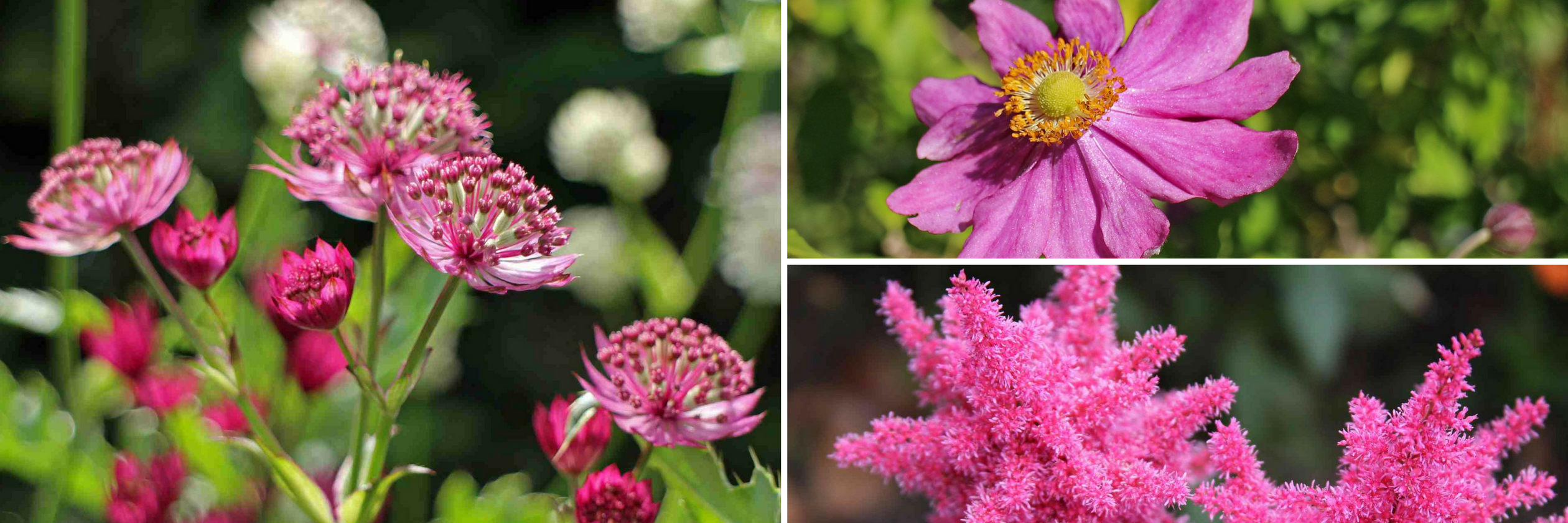 Anémones du Japon : 8 idées pour les associer au jardin - Blog Promesse ...