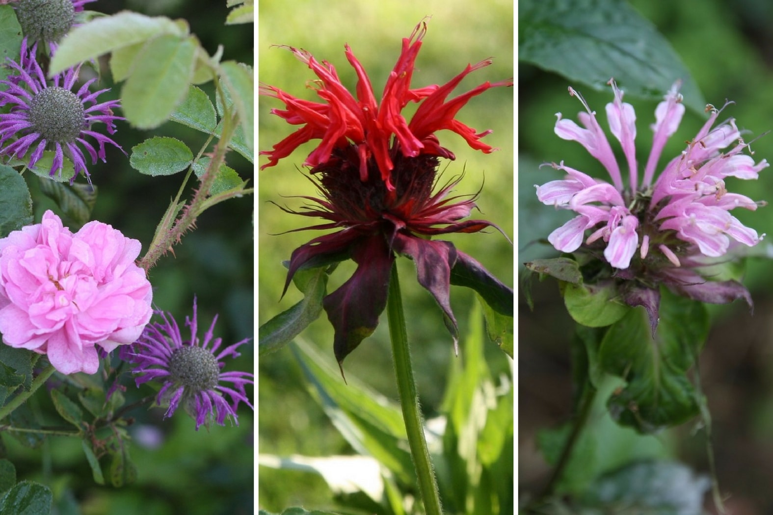 18 fleurs comestibles à découvrir et à cultiver au jardin