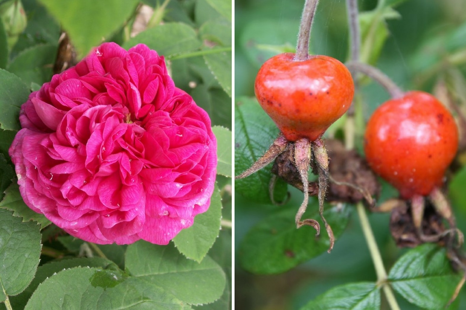 18 fleurs comestibles à découvrir et à cultiver au jardin
