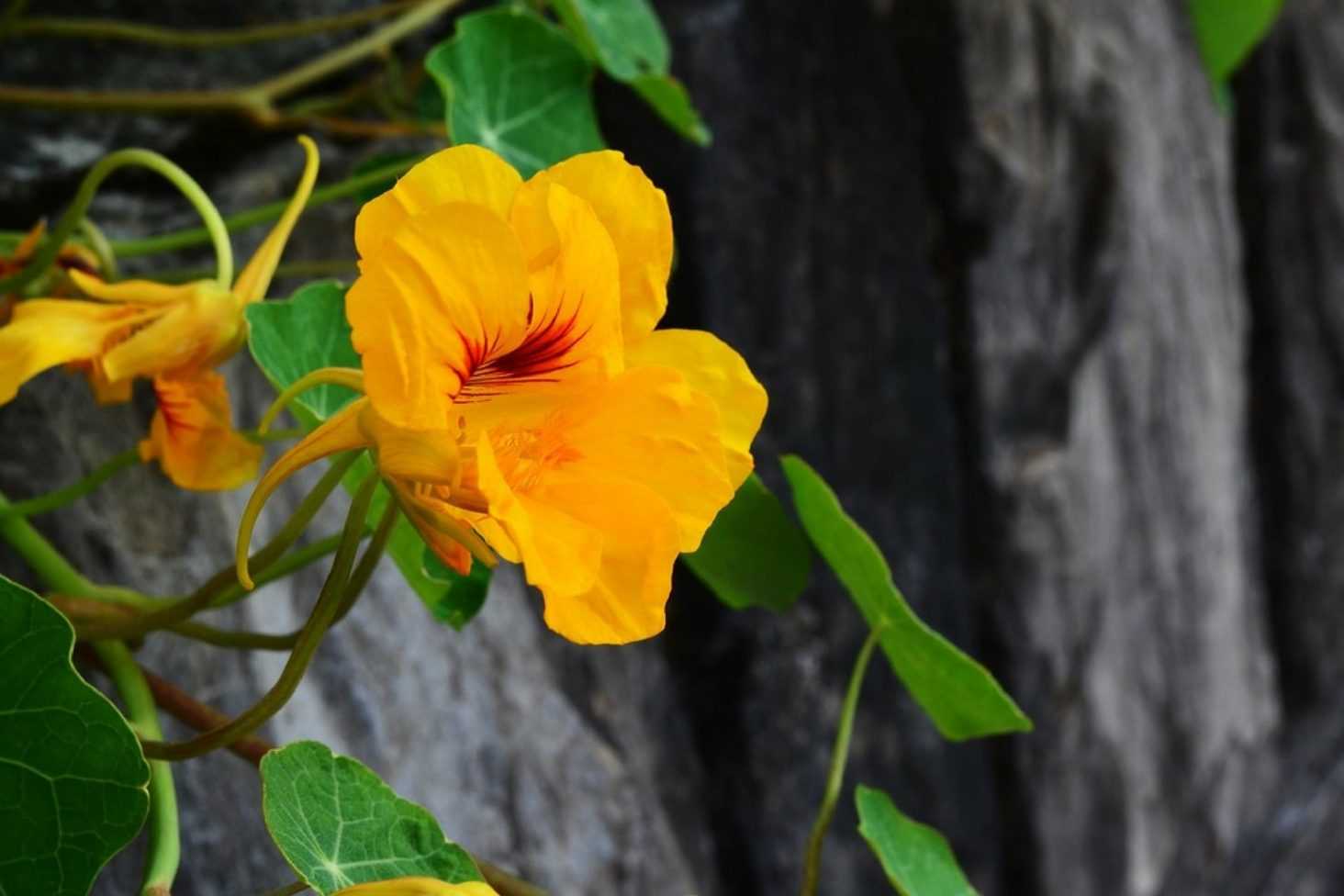 18 fleurs comestibles à découvrir et à cultiver au jardin