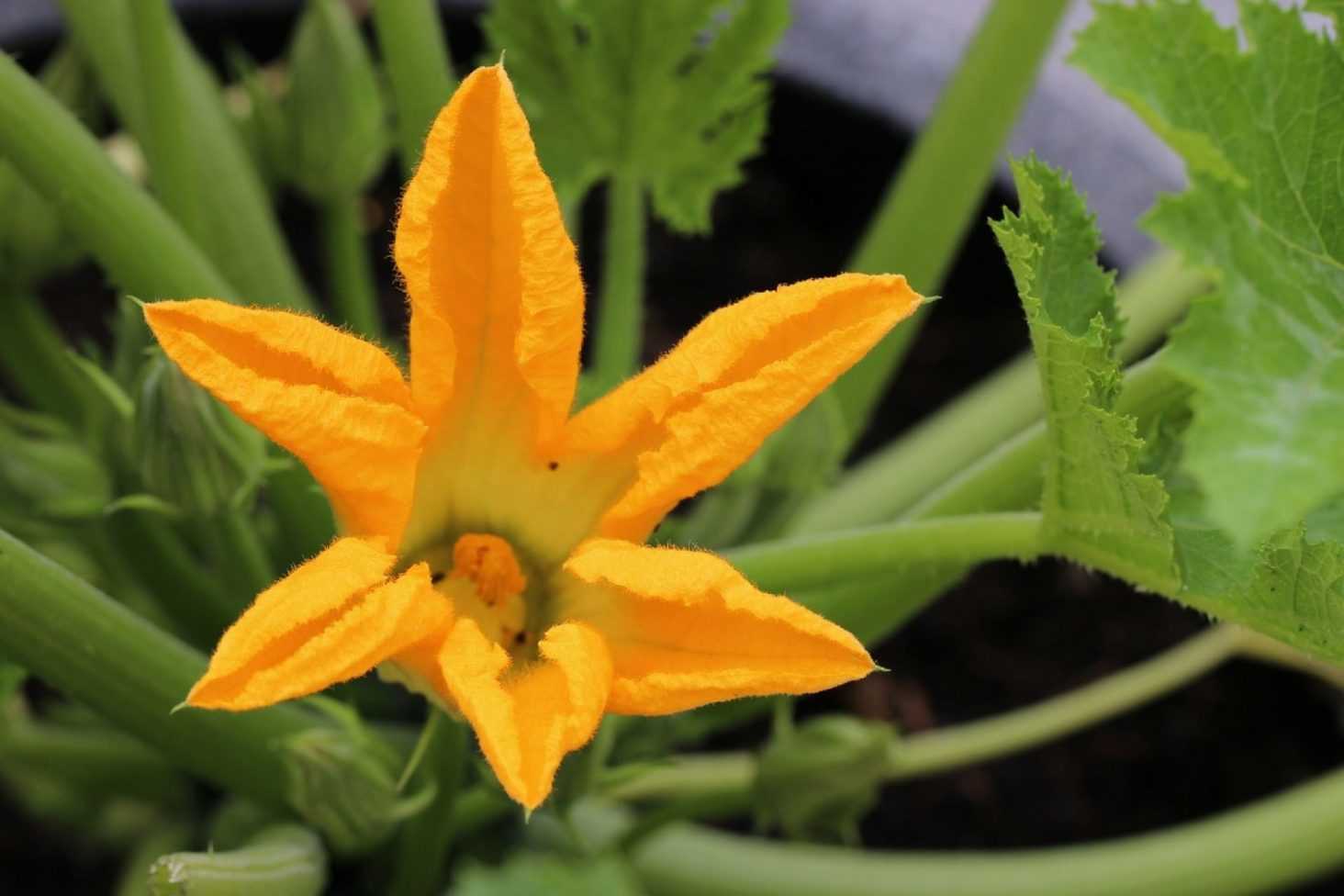 18 fleurs comestibles à découvrir et à cultiver au jardin