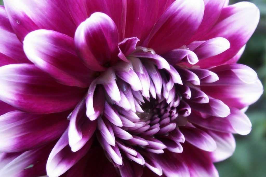 18 fleurs comestibles à découvrir et à cultiver au jardin