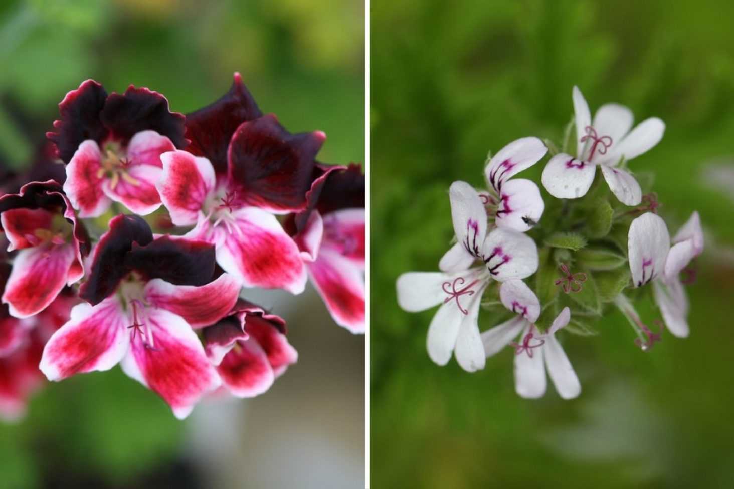 18 fleurs comestibles à découvrir et à cultiver au jardin