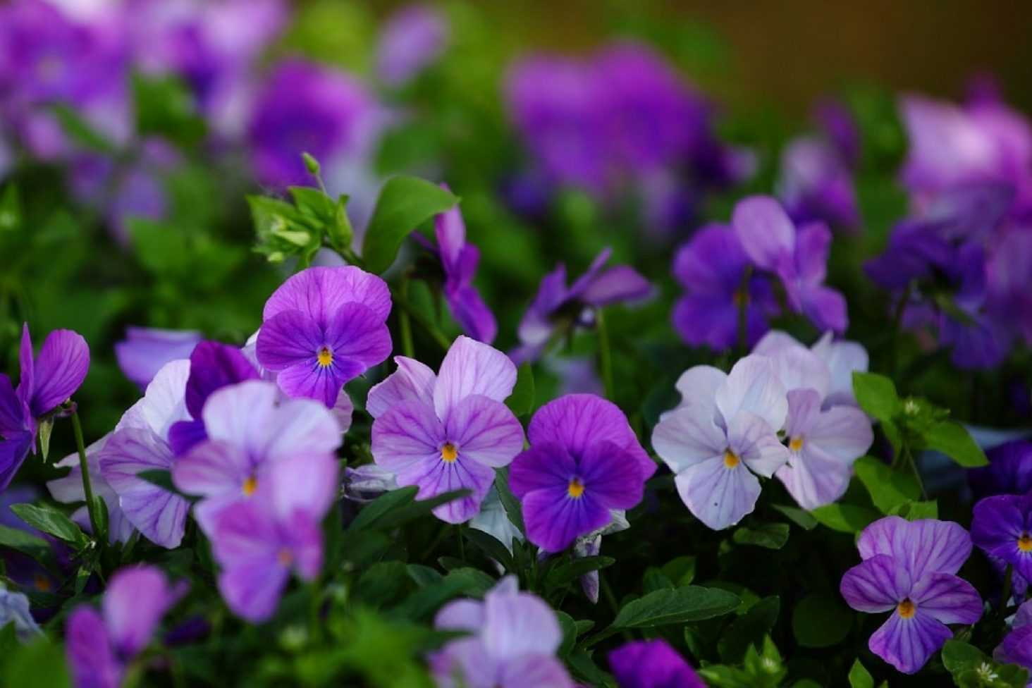 18 fleurs comestibles à découvrir et à cultiver au jardin