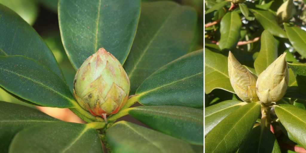 Rhododendron : plantation, culture, entretien et taille
