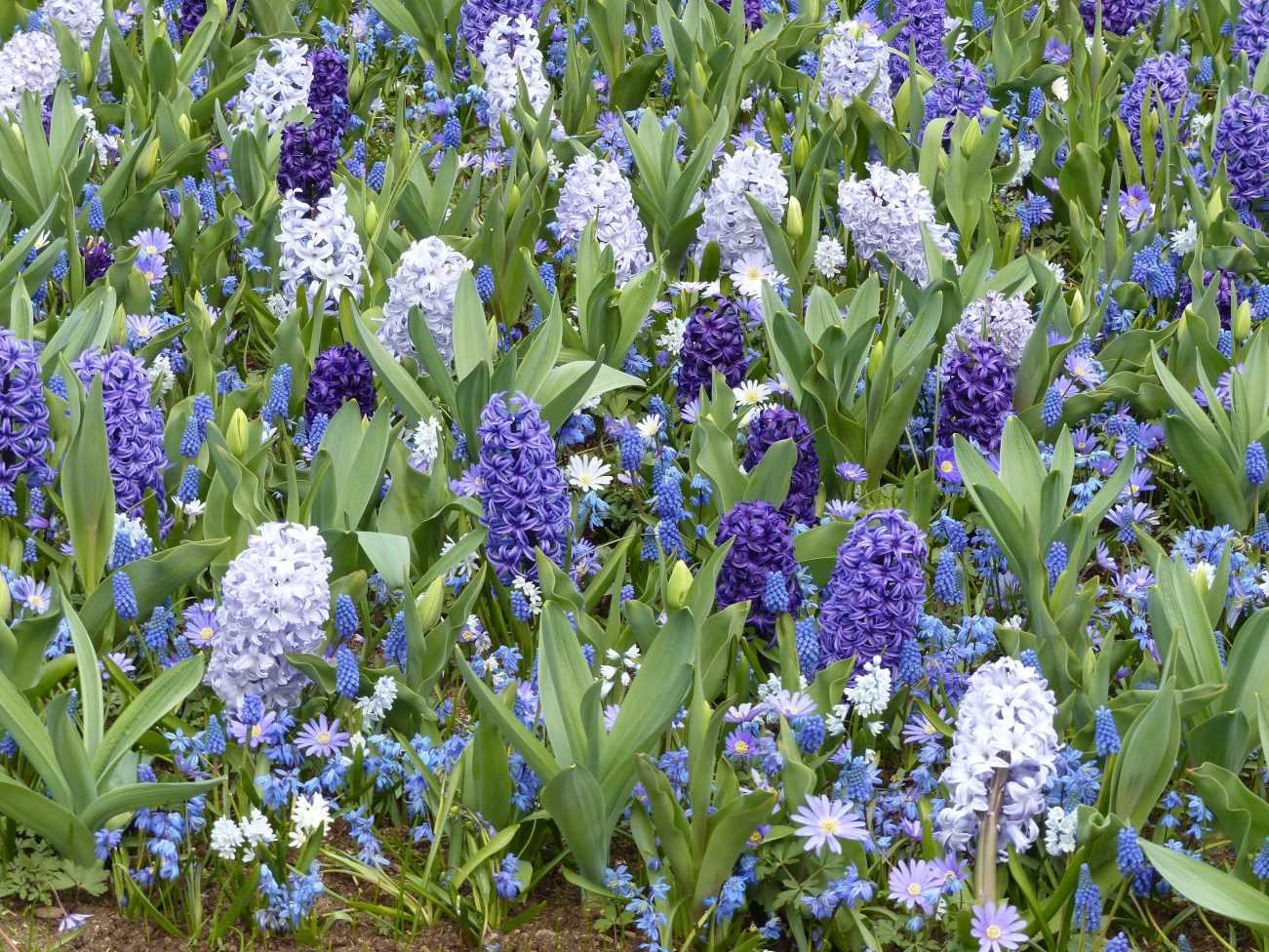 Scille ou Scilla : planter, cultiver et entretenir ce joli bulbe printanier