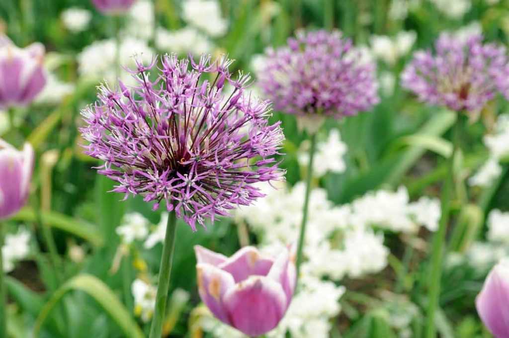 Allium ou Ail d'ornement : plantation, culture et entretien - Nos conseils