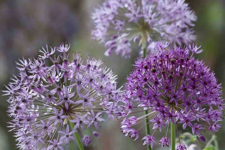 Allium ou Ail d'ornement : plantation, culture et entretien - Nos conseils