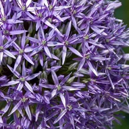 Allium Little Sapphire - Ail d'ornement compact à fleurs mauve pâle