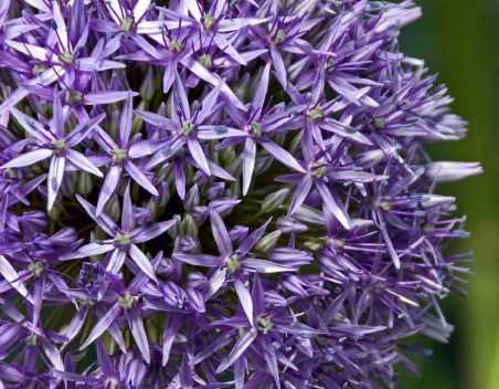 Allium Lavender Bubbles - Ail d'ornement à fleurs en boules violacées ...