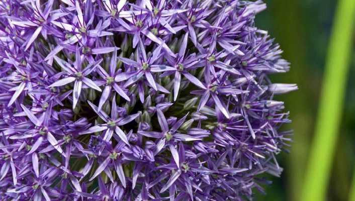 Allium ou Ail d'ornement : plantation, culture et entretien - Nos conseils