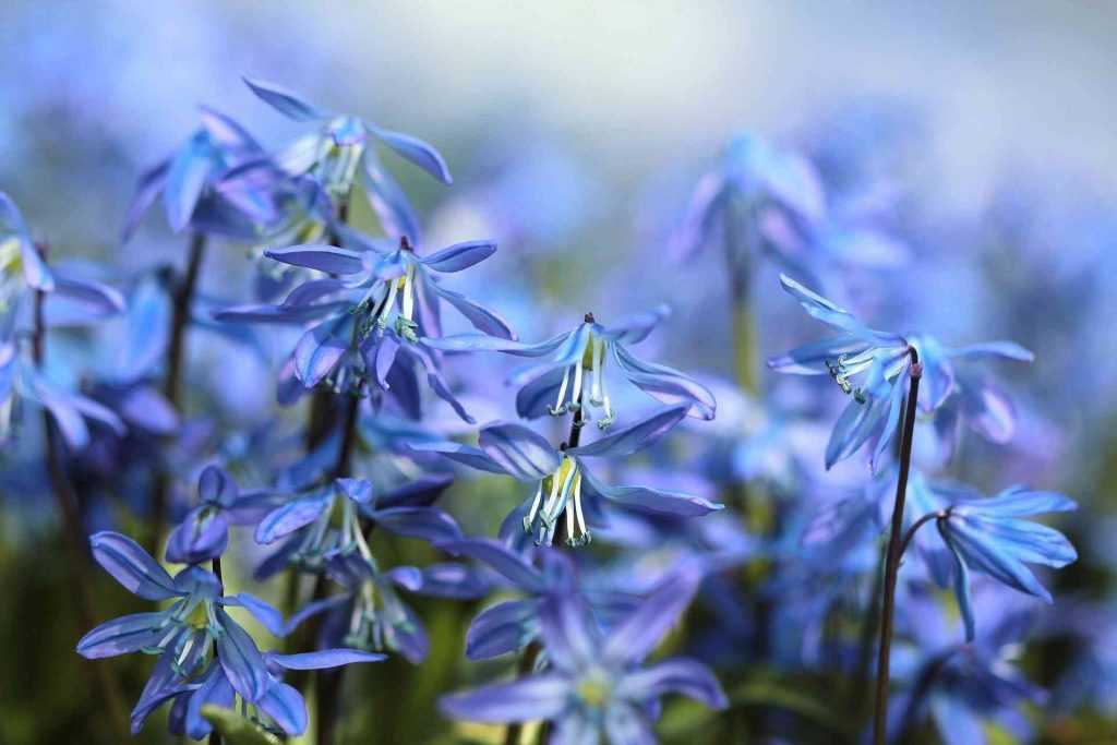 Scille ou Scilla : planter, cultiver et entretenir ce joli bulbe printanier