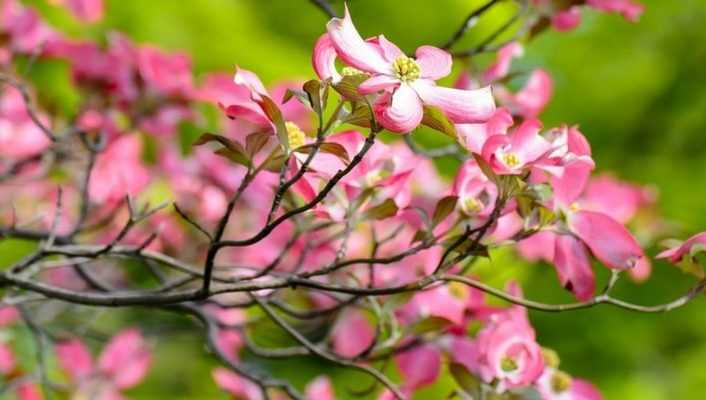 Cornus kousa Satomi – Cornouiller du Japon a douce floraison rose