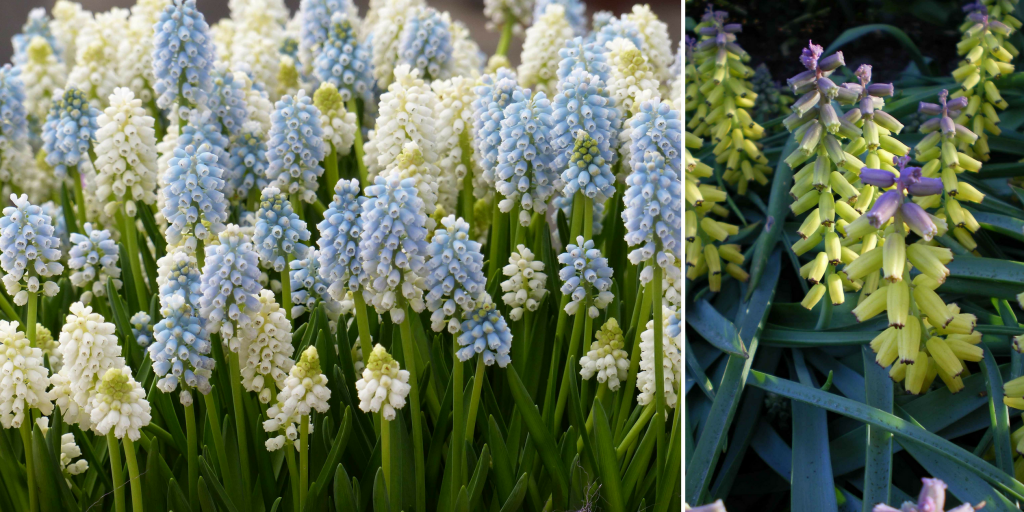 Muscari : plantation, conseil de culture et entretien - Promesse de Fleurs
