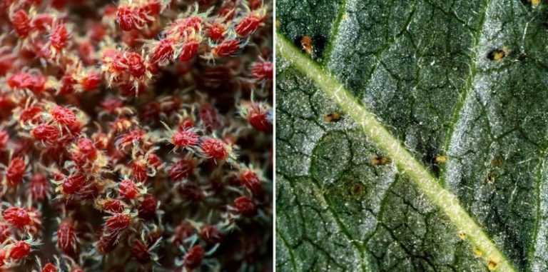 Tomate : mildiou, autres maladies et ravageurs - Promesse de Fleurs