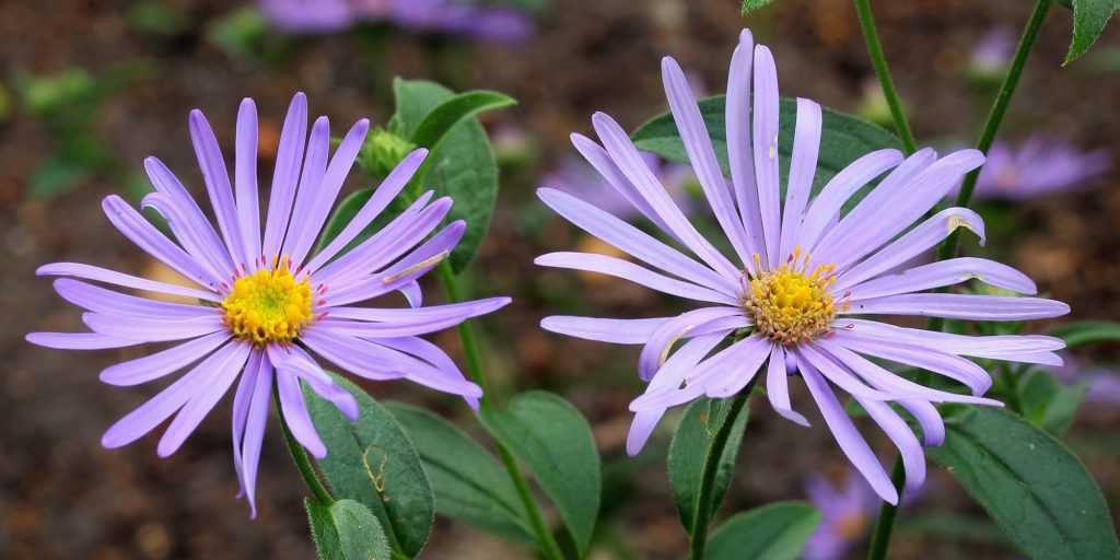 Asters : planter, cultiver et entretenir