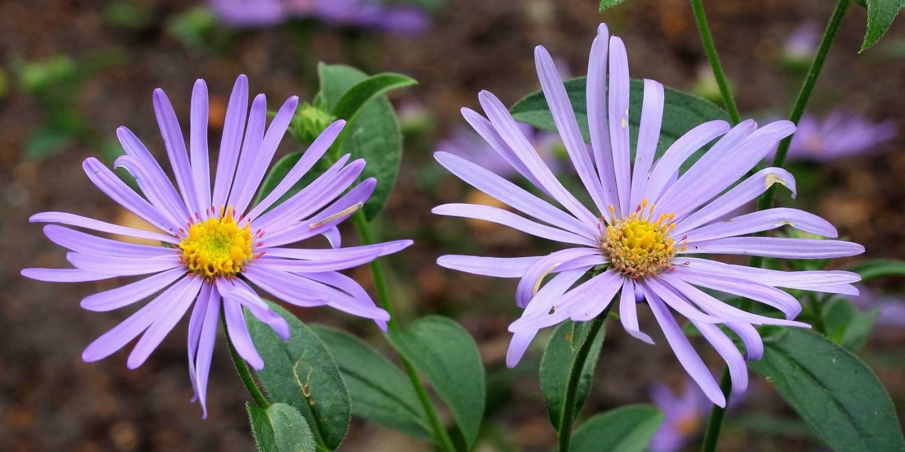 Asters : planter, cultiver et entretenir