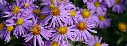 Aster. Le Vasterival - Aster d'automne