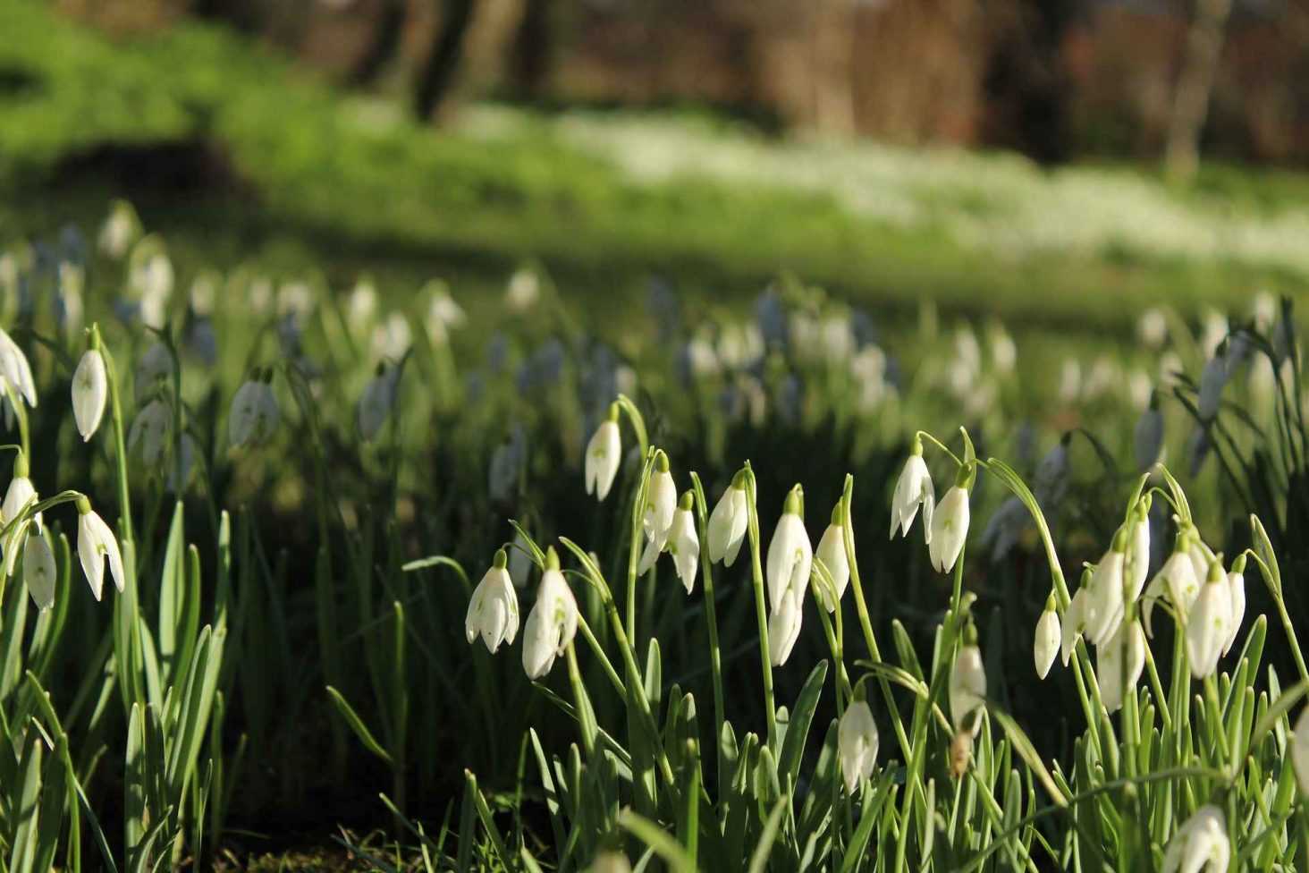 Perce-neige ou Galanthus nivalis : réussir sa plantation et bien l ...
