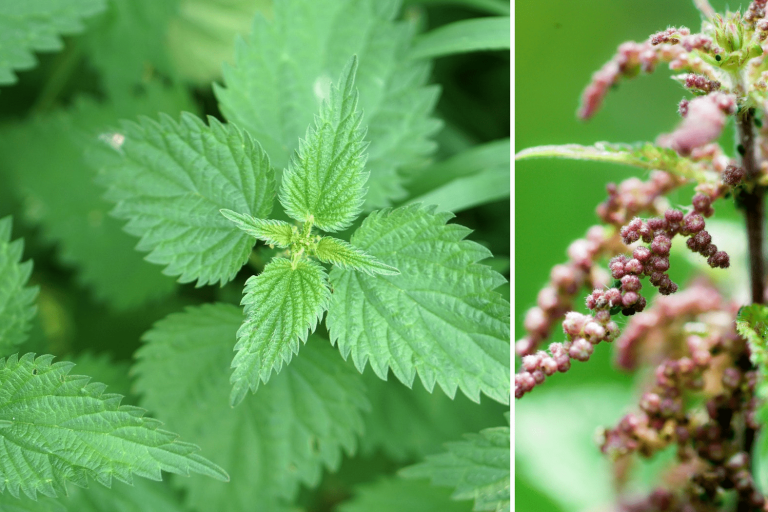 L'ortie : une plante aux nombreux bienfaits - Promesse de Fleurs
