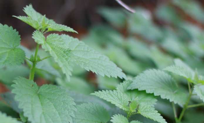 L'ortie : une plante aux nombreux bienfaits - Blog Promesse de fleurs