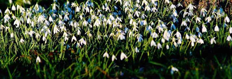 Perce-neige ou Galanthus nivalis : réussir sa plantation et bien l ...