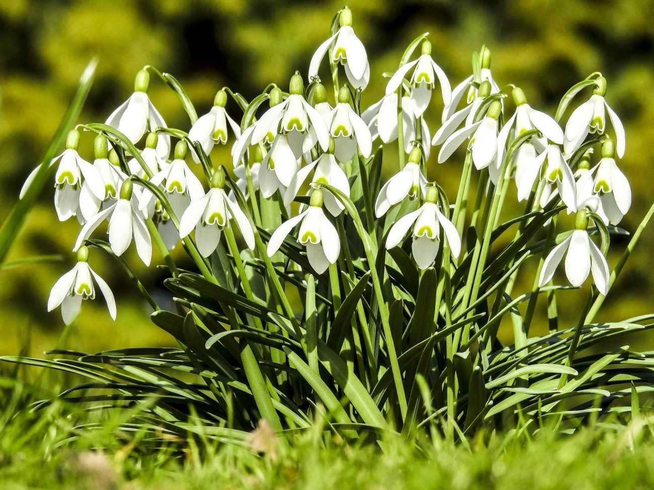 Perce-neige ou Galanthus nivalis : réussir sa plantation et bien l ...