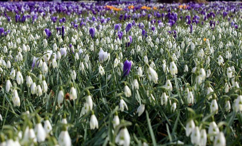 Perce-neige: comment les choisir, planter, associer et diviser