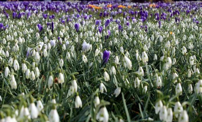 Perce-neige: comment les choisir, planter, associer et diviser