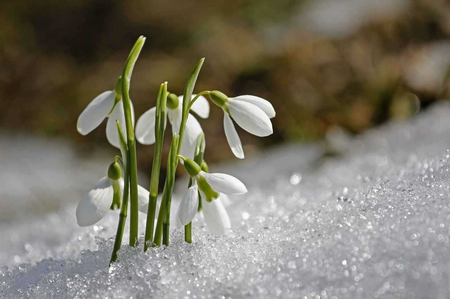 Perce-neige: comment les choisir, planter, associer et diviser