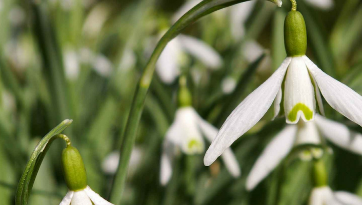 Galanthus nivalis - Perce-neige, il est le premier bulbe à fleurir en ...