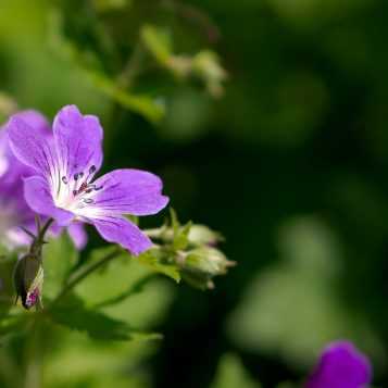 Geranium vivace persistant : les meilleures variétés