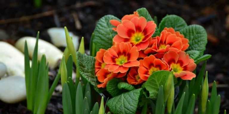 Plante bisannuelle : tout ce que vous avez toujours voulu savoir ...