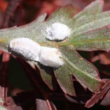 Cochenille : identification et traitement naturel pour s'en débarrasser