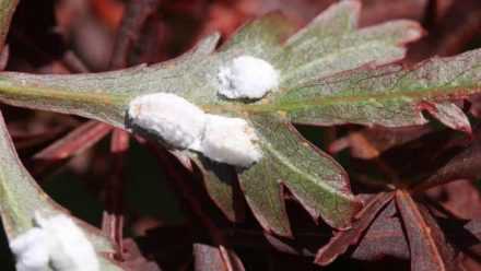 Cochenille : identification et traitement naturel pour s'en débarrasser
