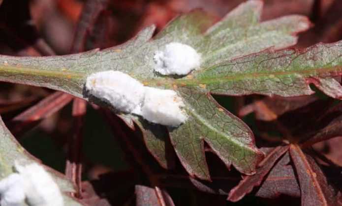 Araignée rouge : identification et traitement - Promesse de Fleurs