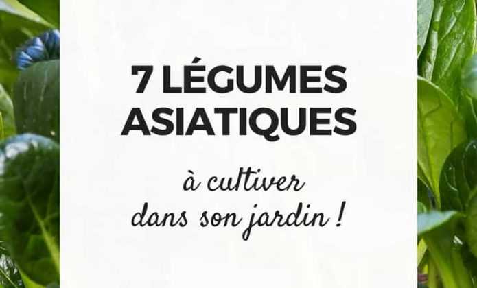 Réussir la culture des choux chinois / Blog Promesse de fleurs