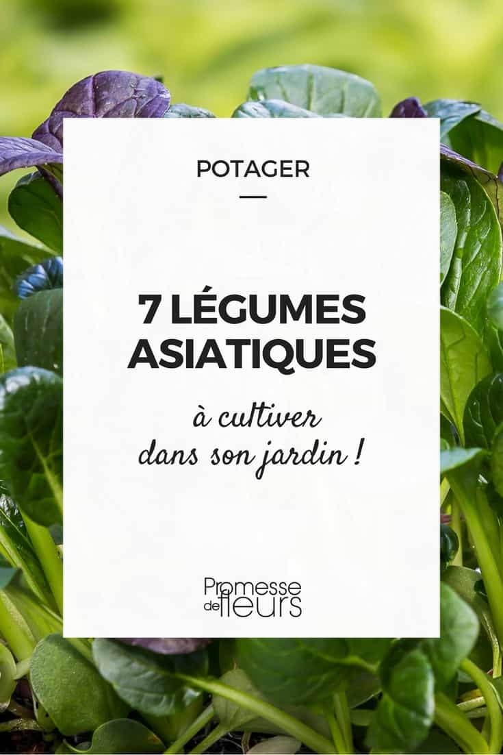 7 légumes asiatiques, chinois ou japonais, à cultiver au potager