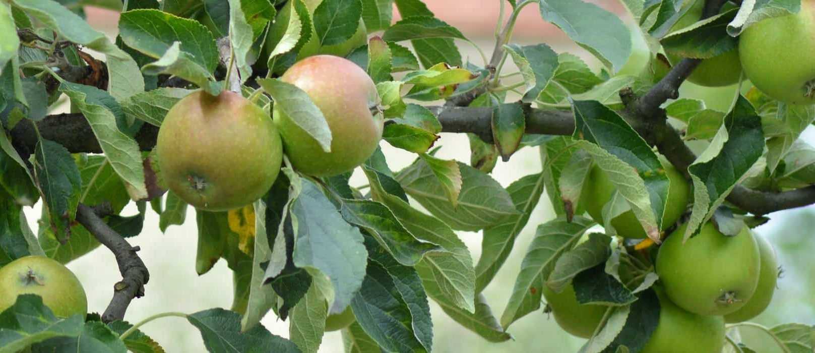 Arbre fruitier nain pour pot ou pleine terre : choisir, planter, tailler