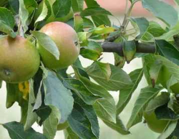 Arbre fruitier nain pour pot ou pleine terre : choisir, planter, tailler