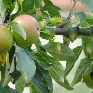 Arbre fruitier nain pour pot ou pleine terre : choisir, planter, tailler