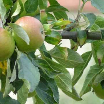Arbre fruitier nain pour pot ou pleine terre : choisir, planter, tailler