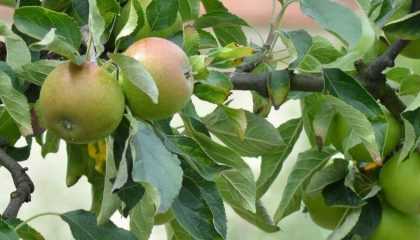 Arbre fruitier nain pour pot ou pleine terre : choisir, planter, tailler