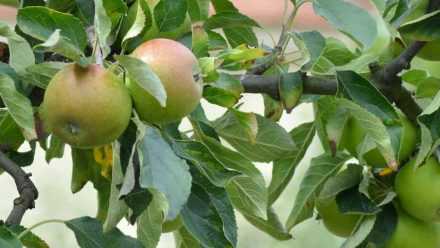 Arbre fruitier nain pour pot ou pleine terre : choisir, planter, tailler