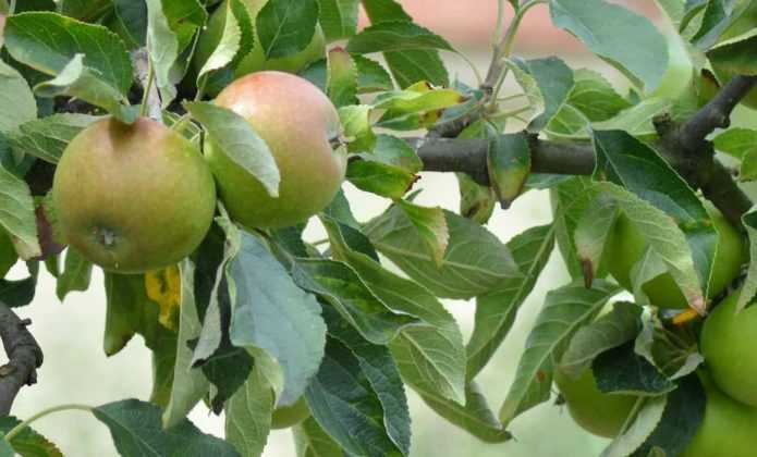 Arbre fruitier nain pour pot ou pleine terre : choisir, planter, tailler