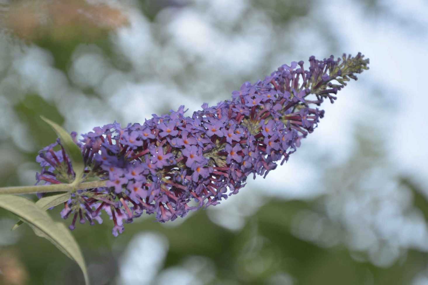 Buddleia ou arbre à papillons : plantation, taille, entretien
