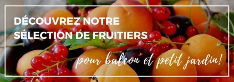 Arbre fruitier nain pour pot ou pleine terre : choisir, planter, tailler